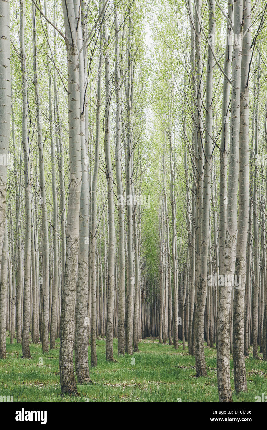 Oregon USA Poplar tree plantation straight trunks white bark Stock ...