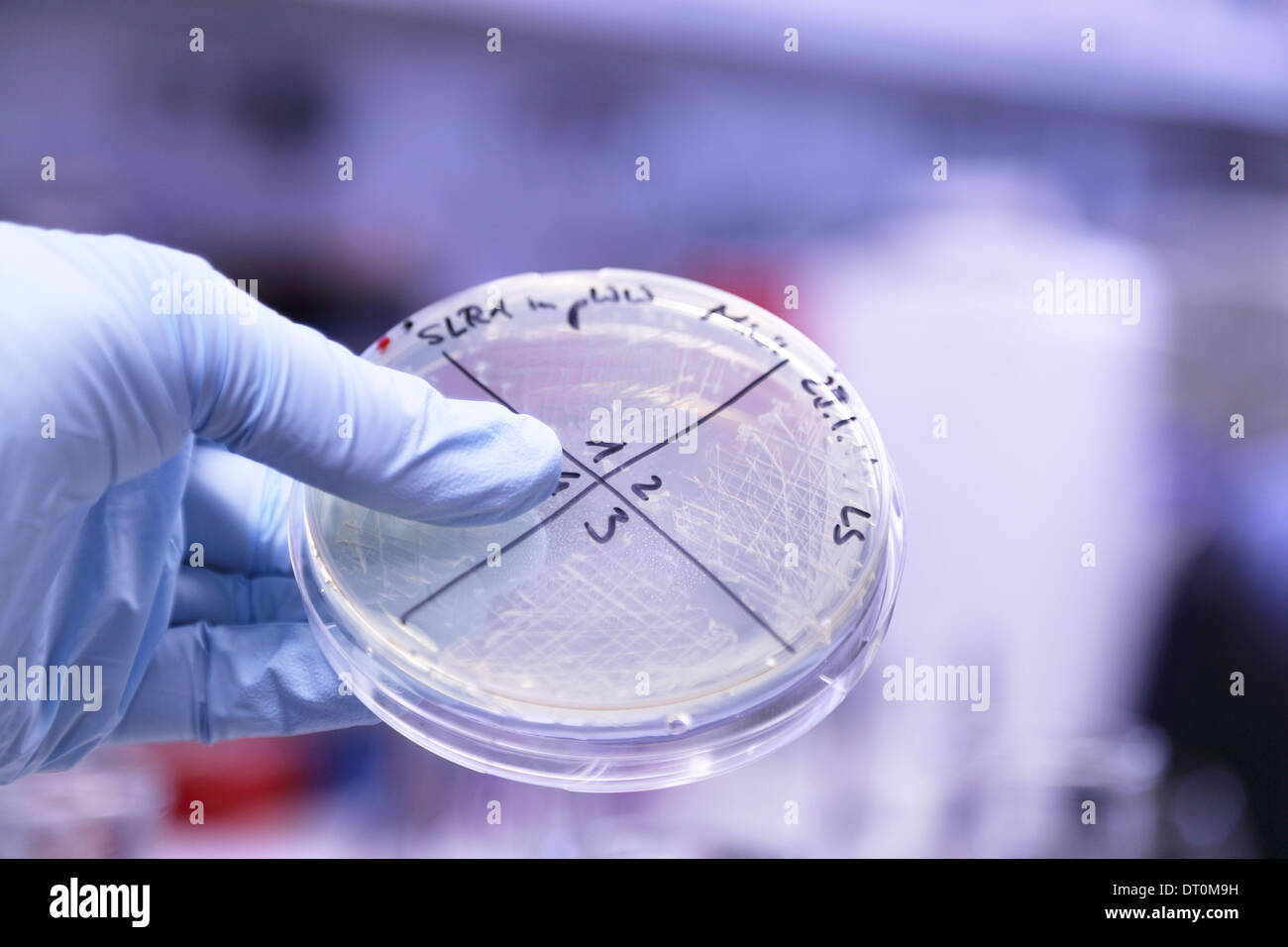 Lab petri dish hi-res stock photography and images - Alamy