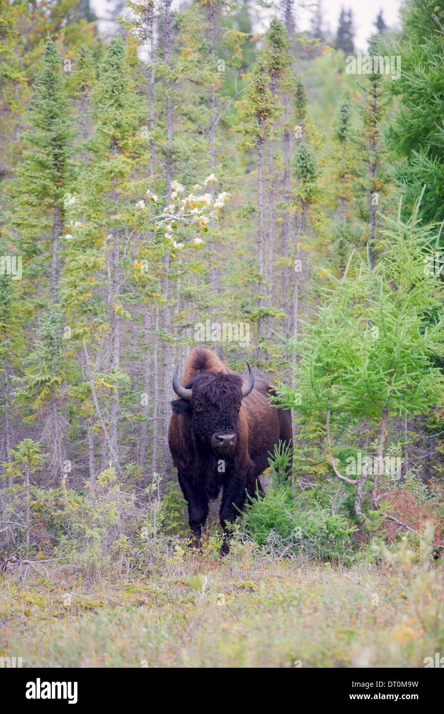 Wood buffalo national park, canada hi-res stock photography and images ...