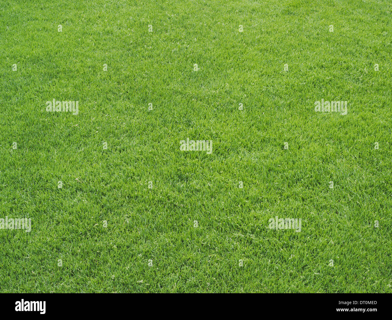Green grass hi-res stock photography and images - Alamy
