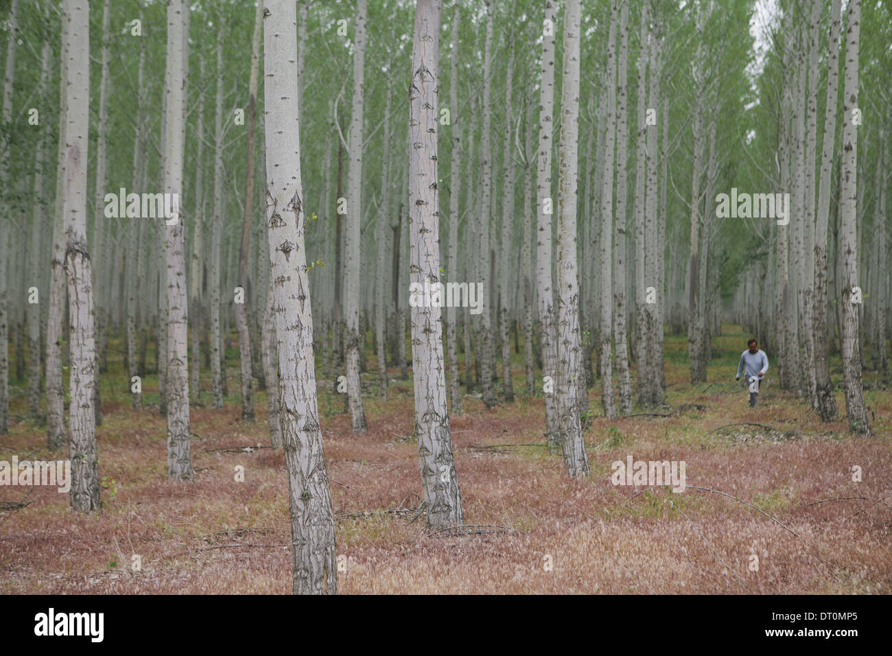 Perspective trees in forest hi-res stock photography and images - Alamy
