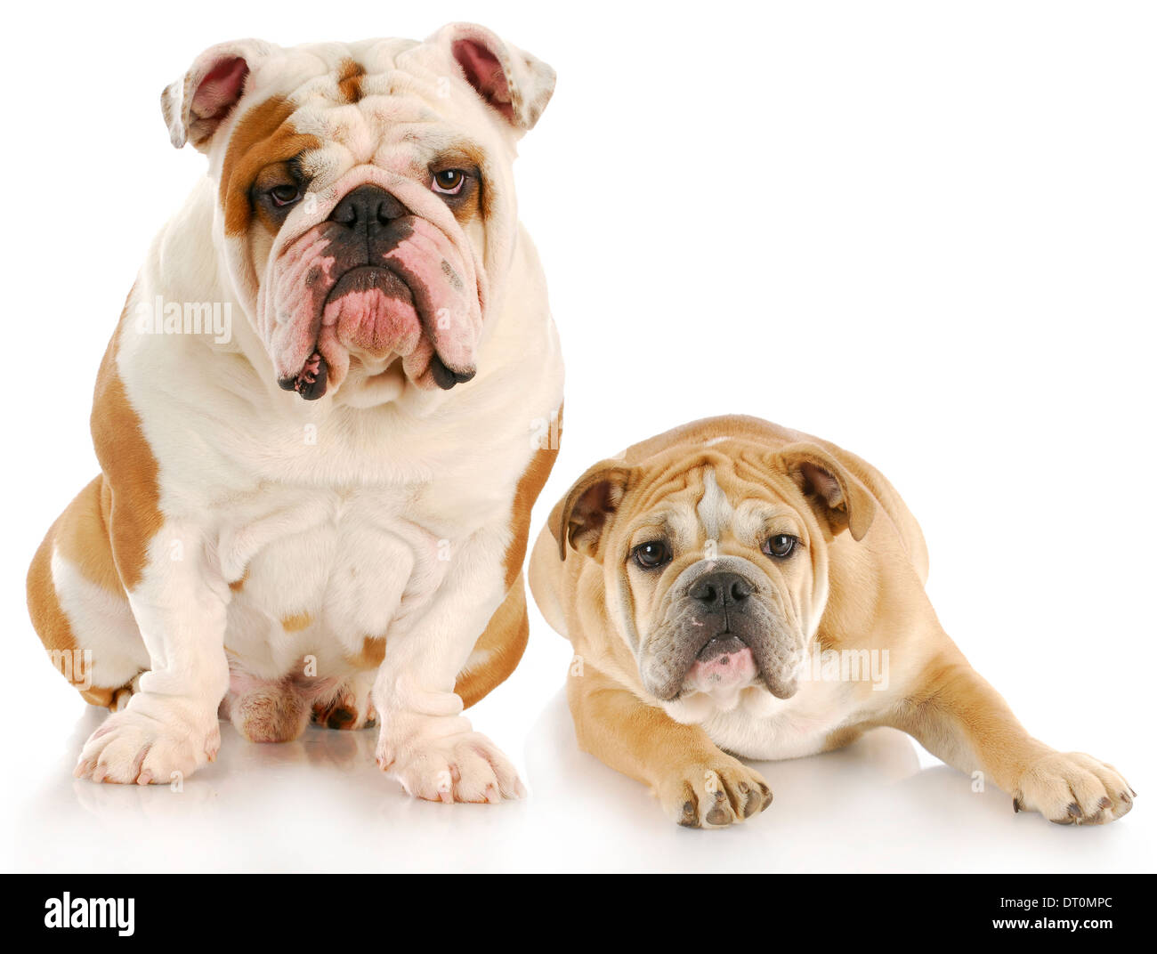 two english bulldogs with reflection on white background Stock Photo ...
