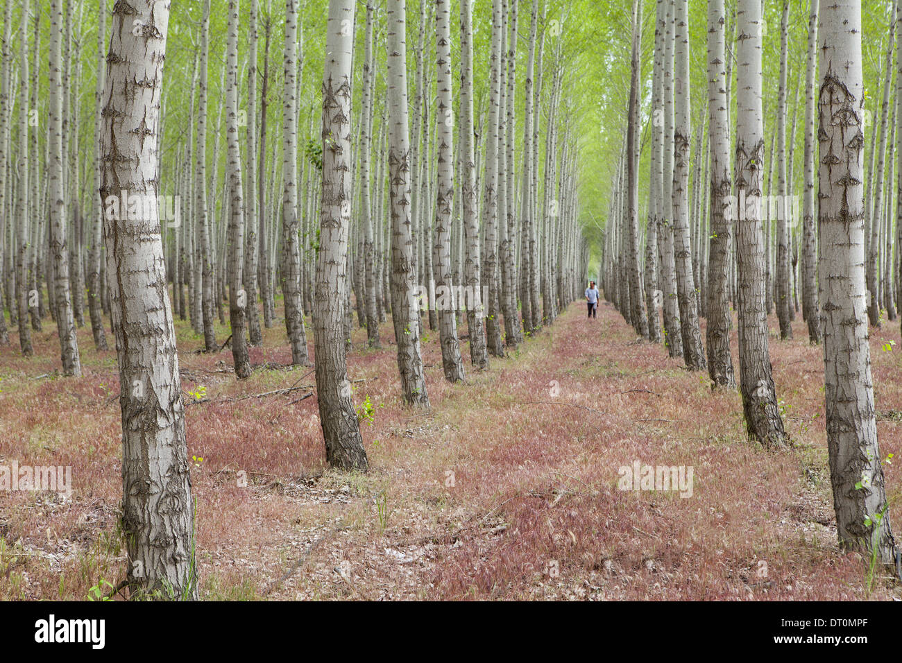 Poplar trees hi-res stock photography and images - Alamy