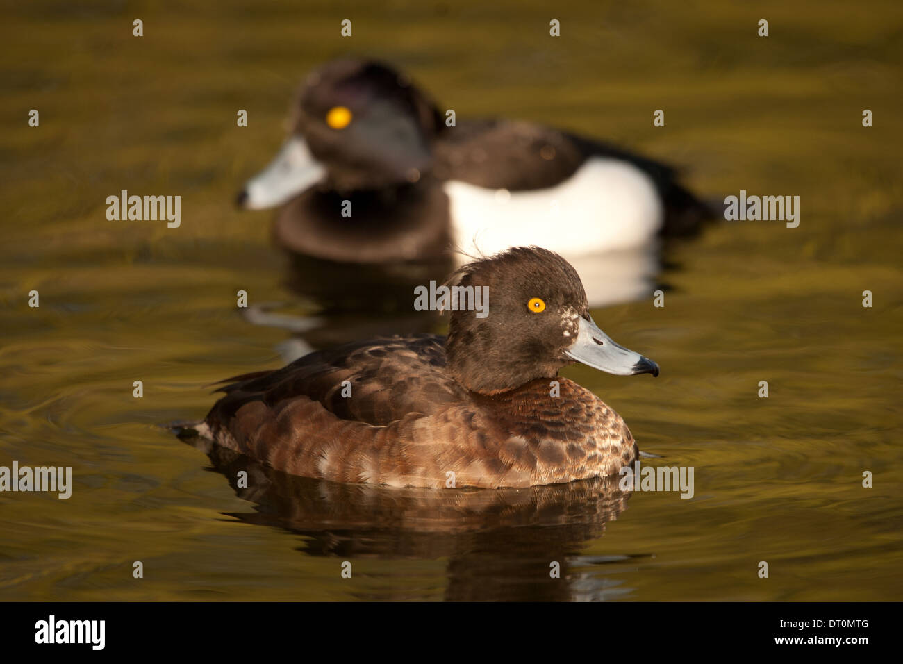 Uk duck species hi-res stock photography and images - Alamy