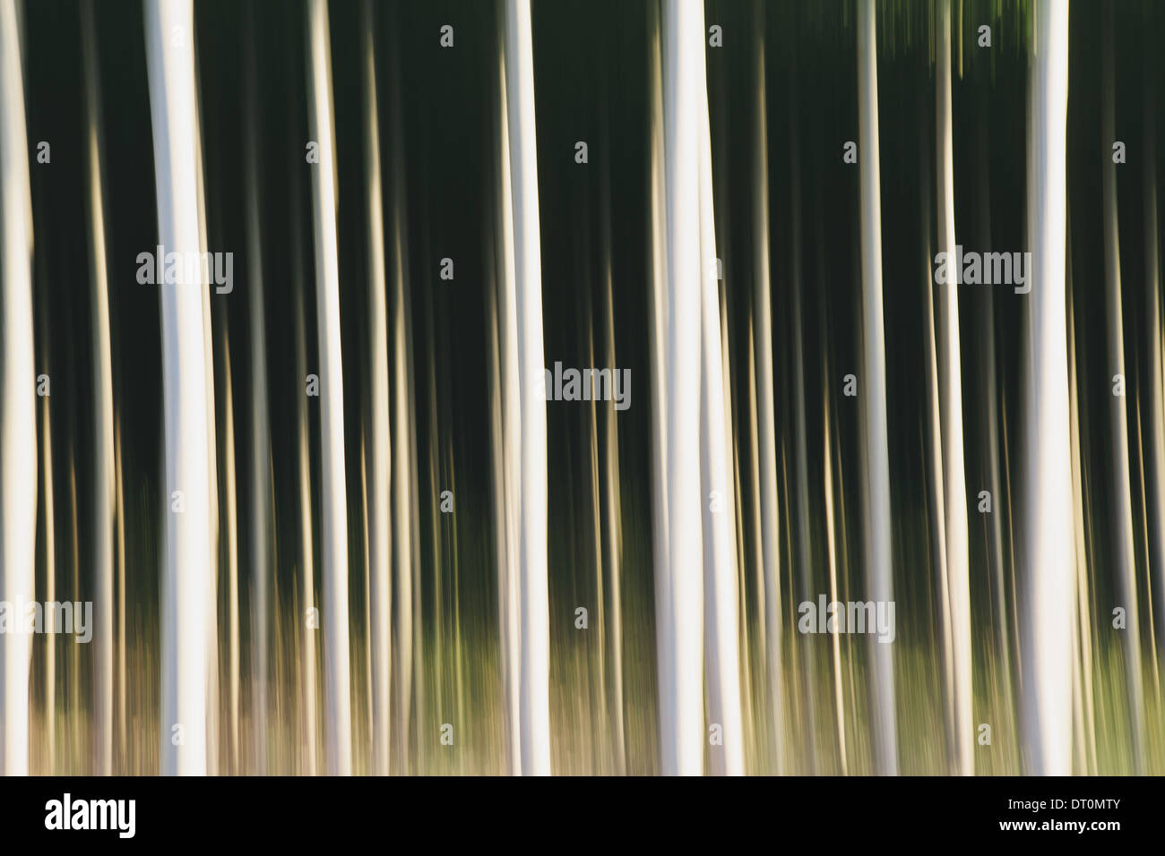 Oregon USA Poplar trees with straight trunks Oregon USA Stock Photo - Alamy