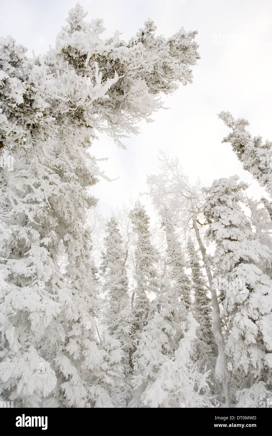 Boughs trees hi-res stock photography and images - Alamy
