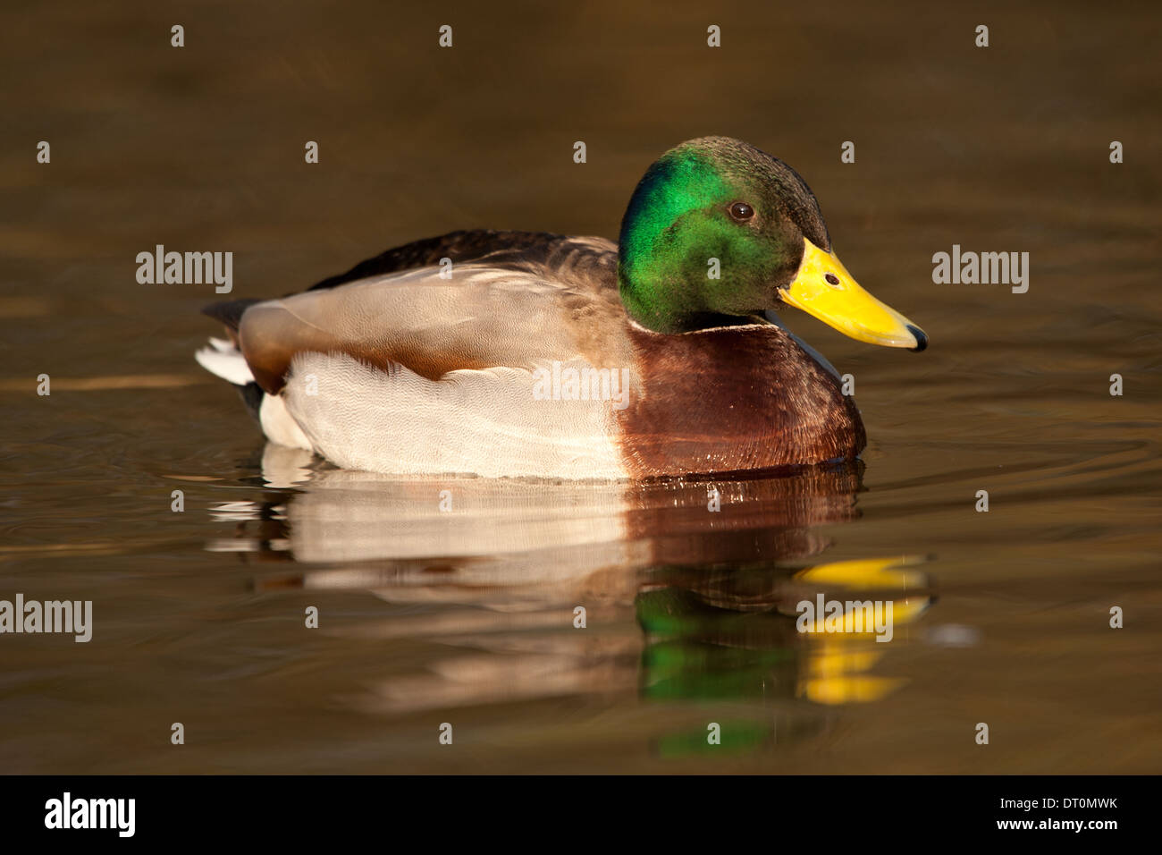 Male mallard duck wild hi-res stock photography and images - Alamy