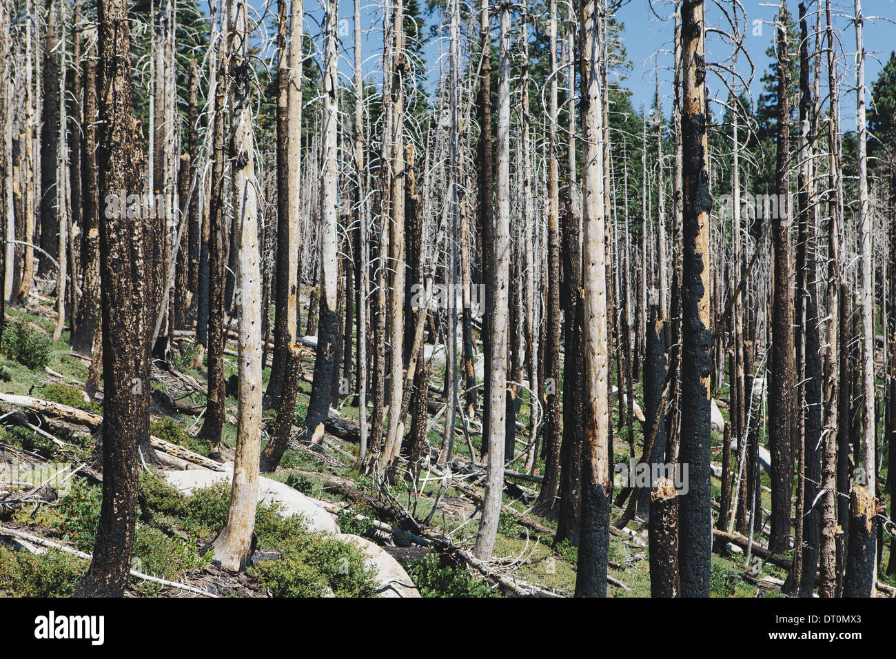 Aftermath of forest fire hi-res stock photography and images - Alamy