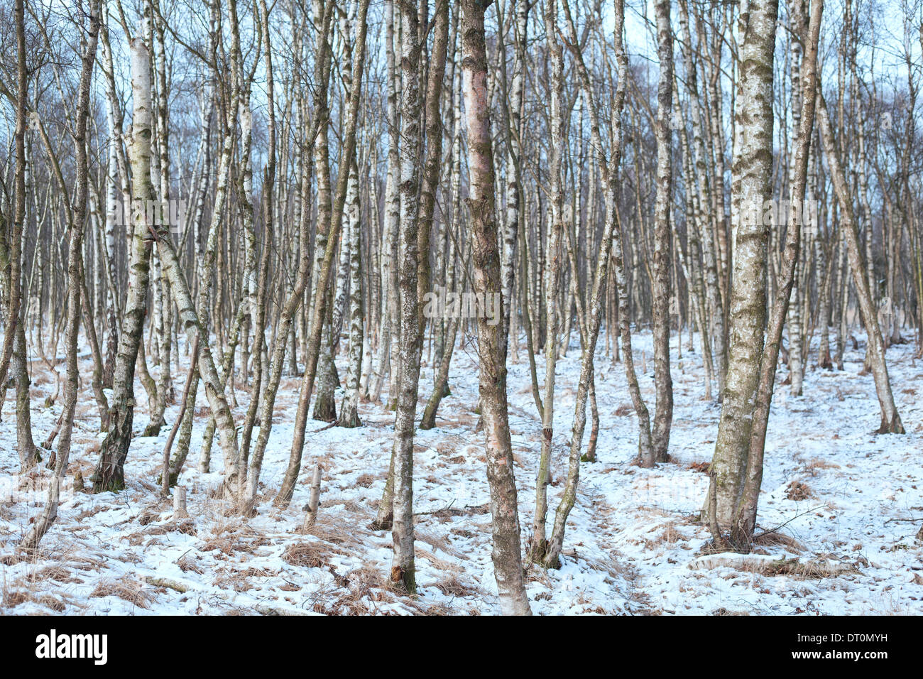 Schleswig trees hi-res stock photography and images - Alamy