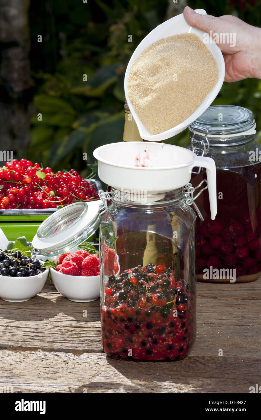 Filling cane sugar in a large canning jar with mashed fruits of black ...