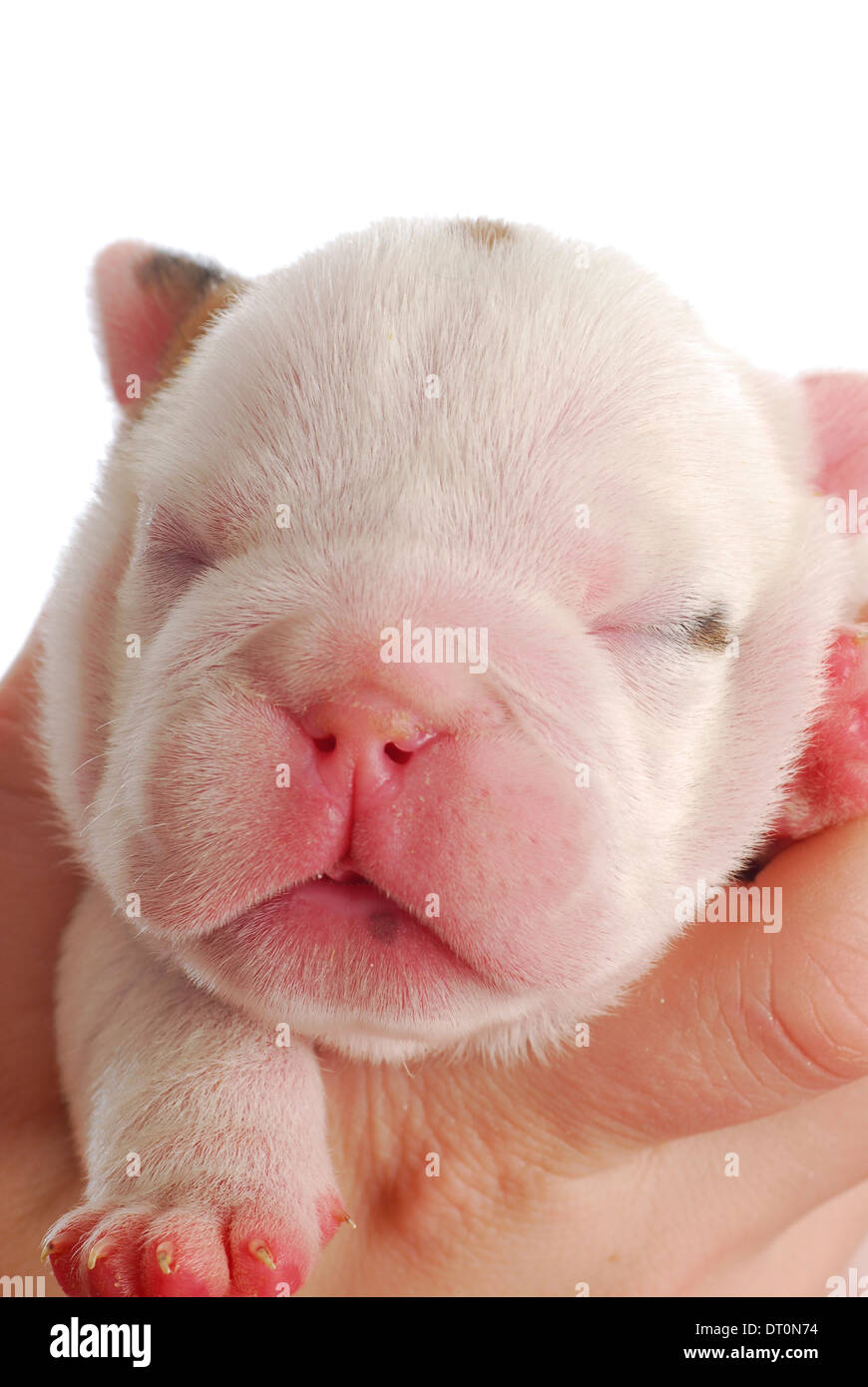 bulldog puppy - one week old on white background Stock Photo - Alamy