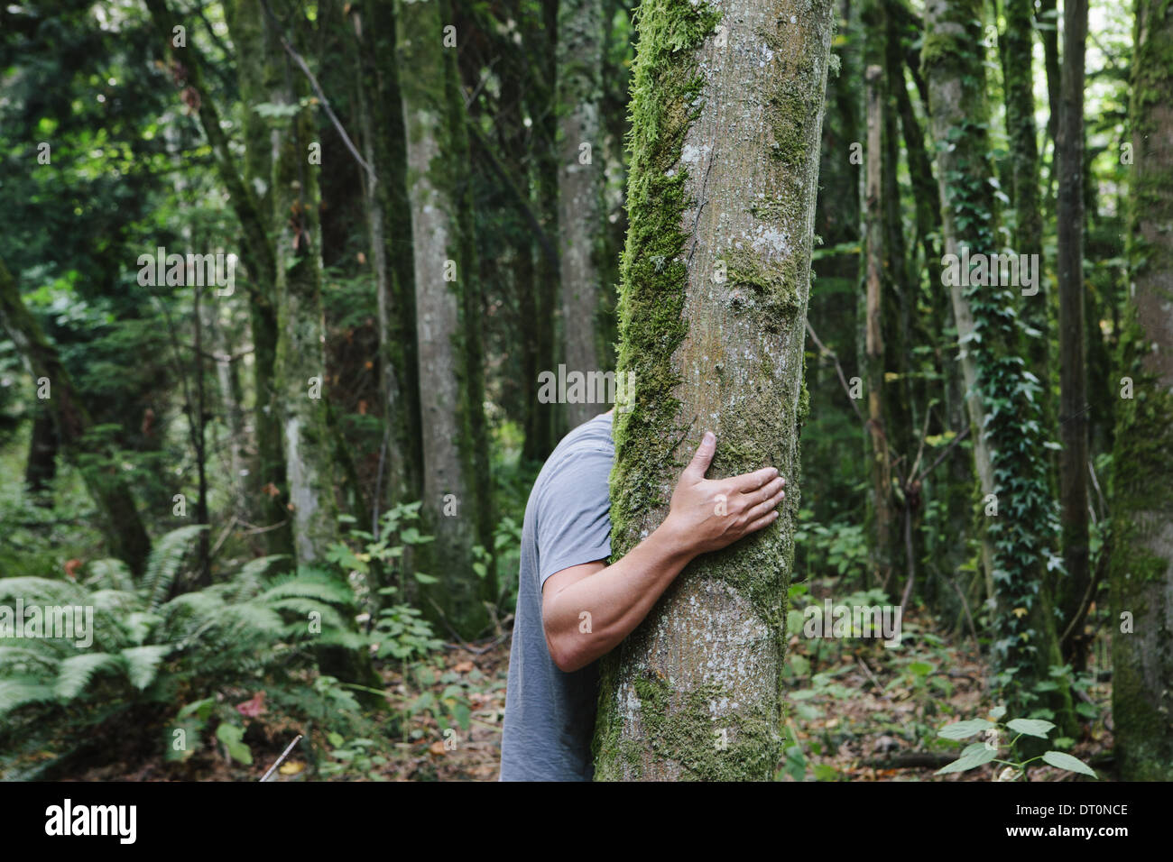 Usa forest tree green hi-res stock photography and images - Alamy