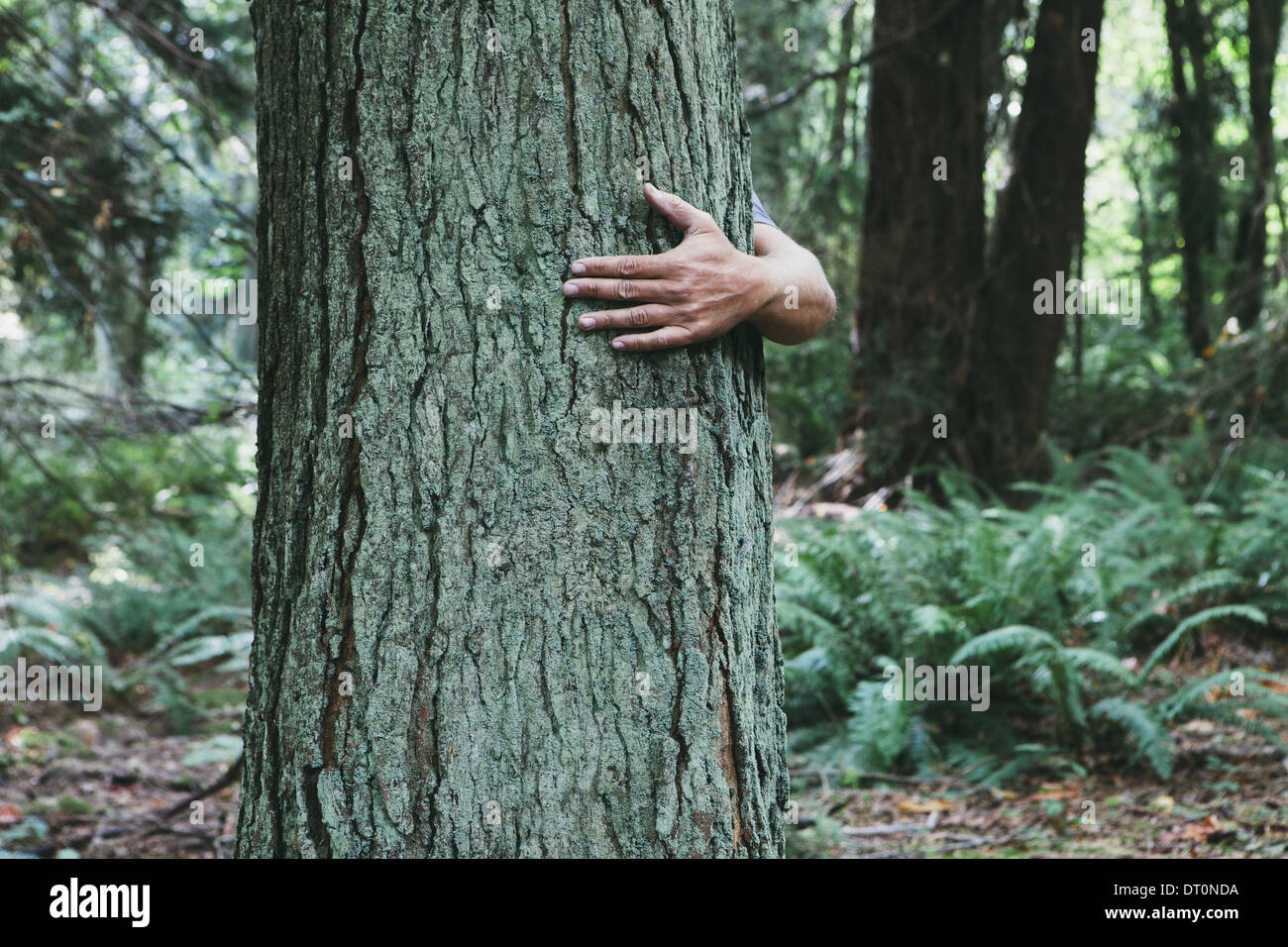 Seattle Washington USA Man hugging tree in lush green forest Stock ...