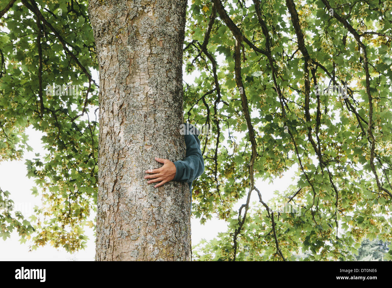 Canopy Tree High Resolution Stock Photography and Images - Alamy