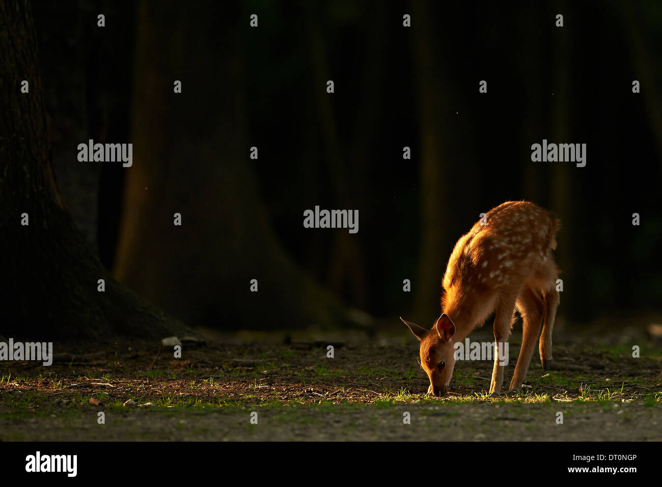 A young Fallow Deer in a beam of light (Dama dama Stock Photo - Alamy