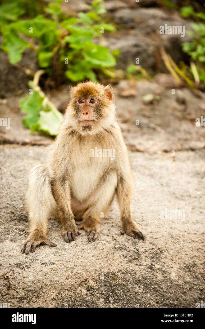 Sitting ape hi-res stock photography and images - Alamy