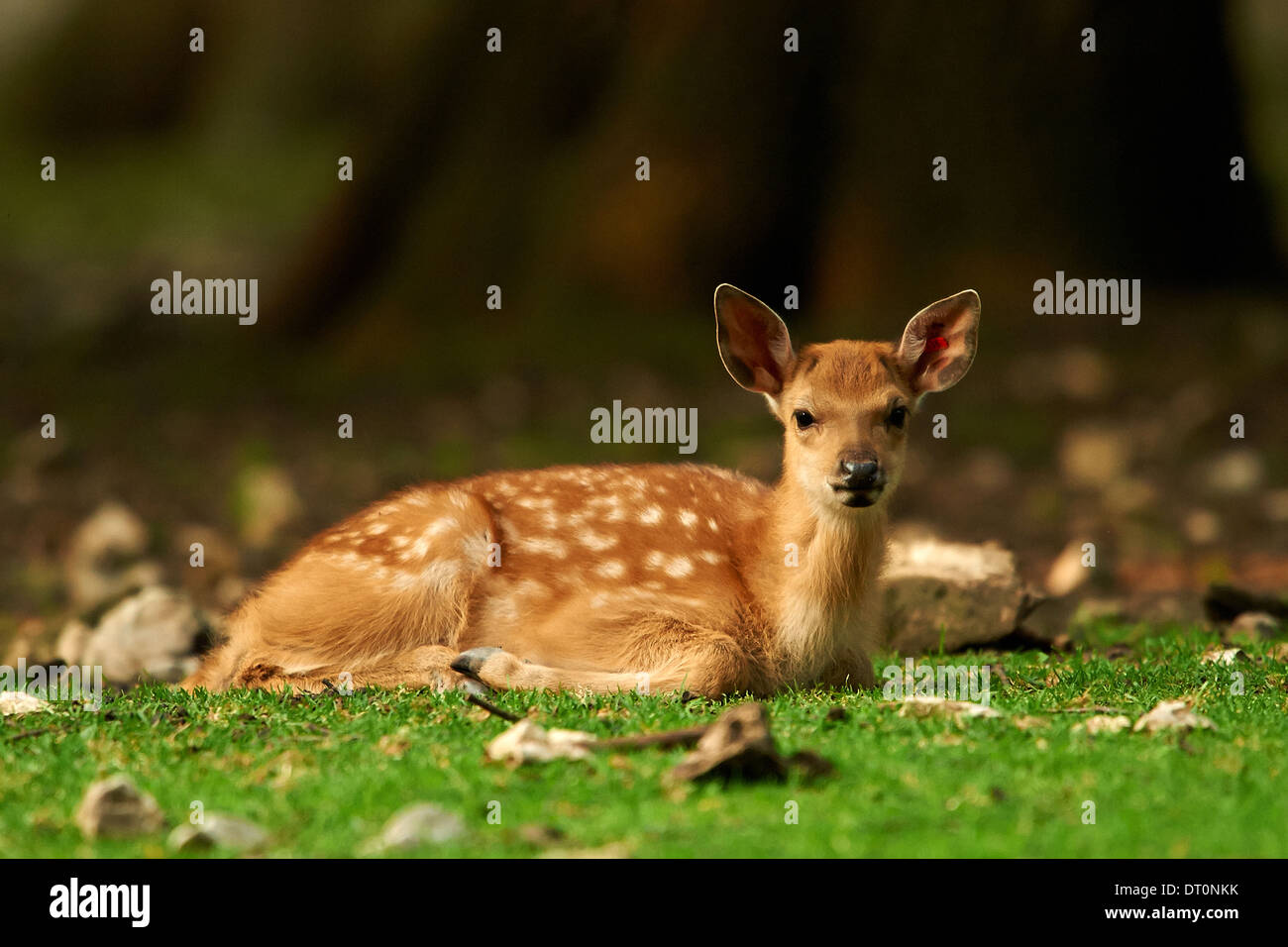 Deer sitting hi-res stock photography and images - Alamy