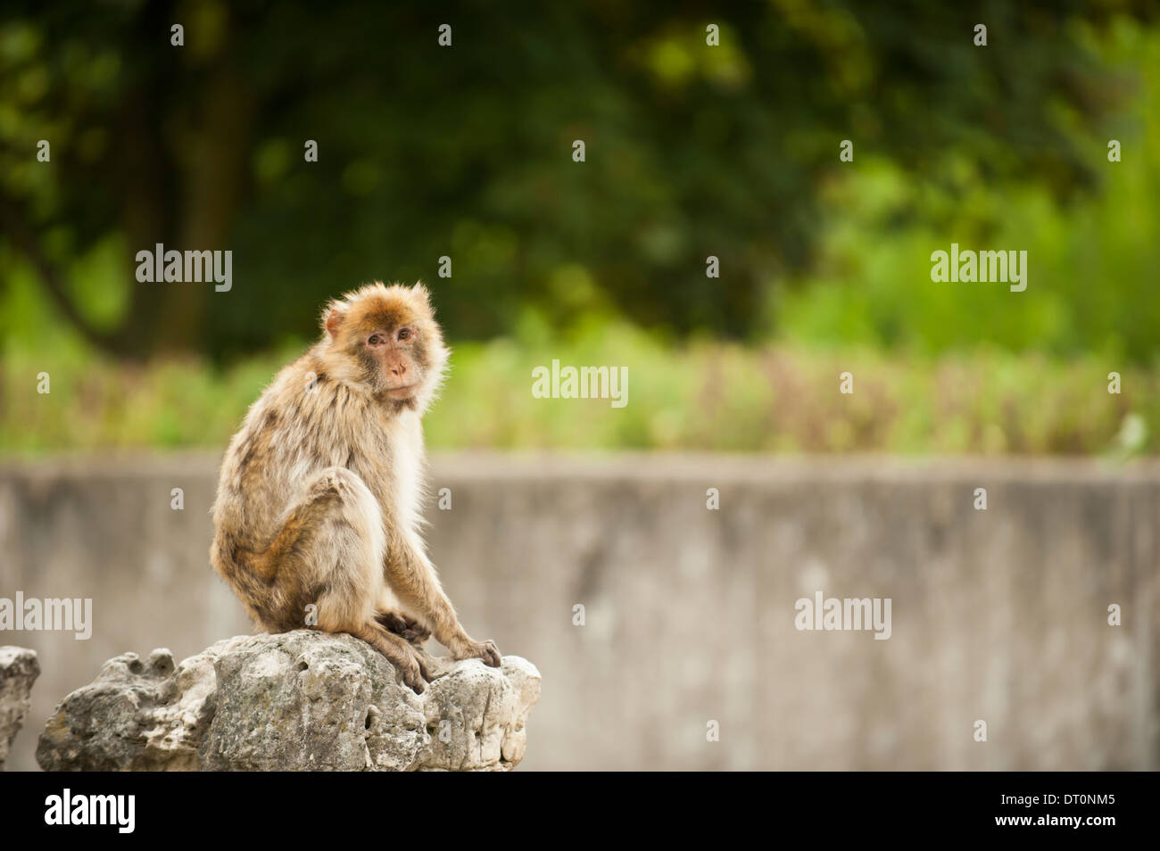 Barbary ape sitting on a rock Stock Photo - Alamy