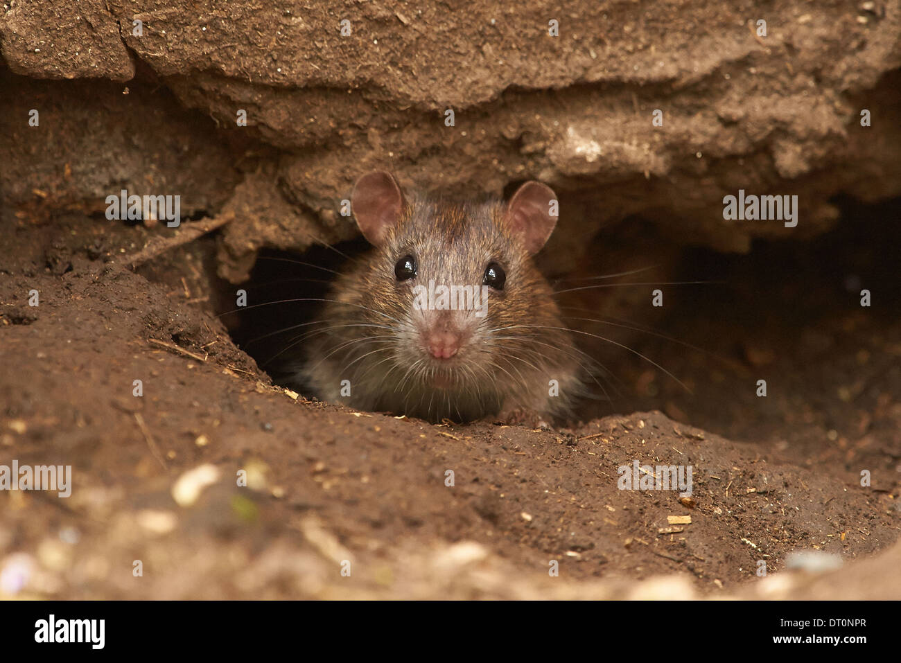 Wild rats hi-res stock photography and images - Alamy
