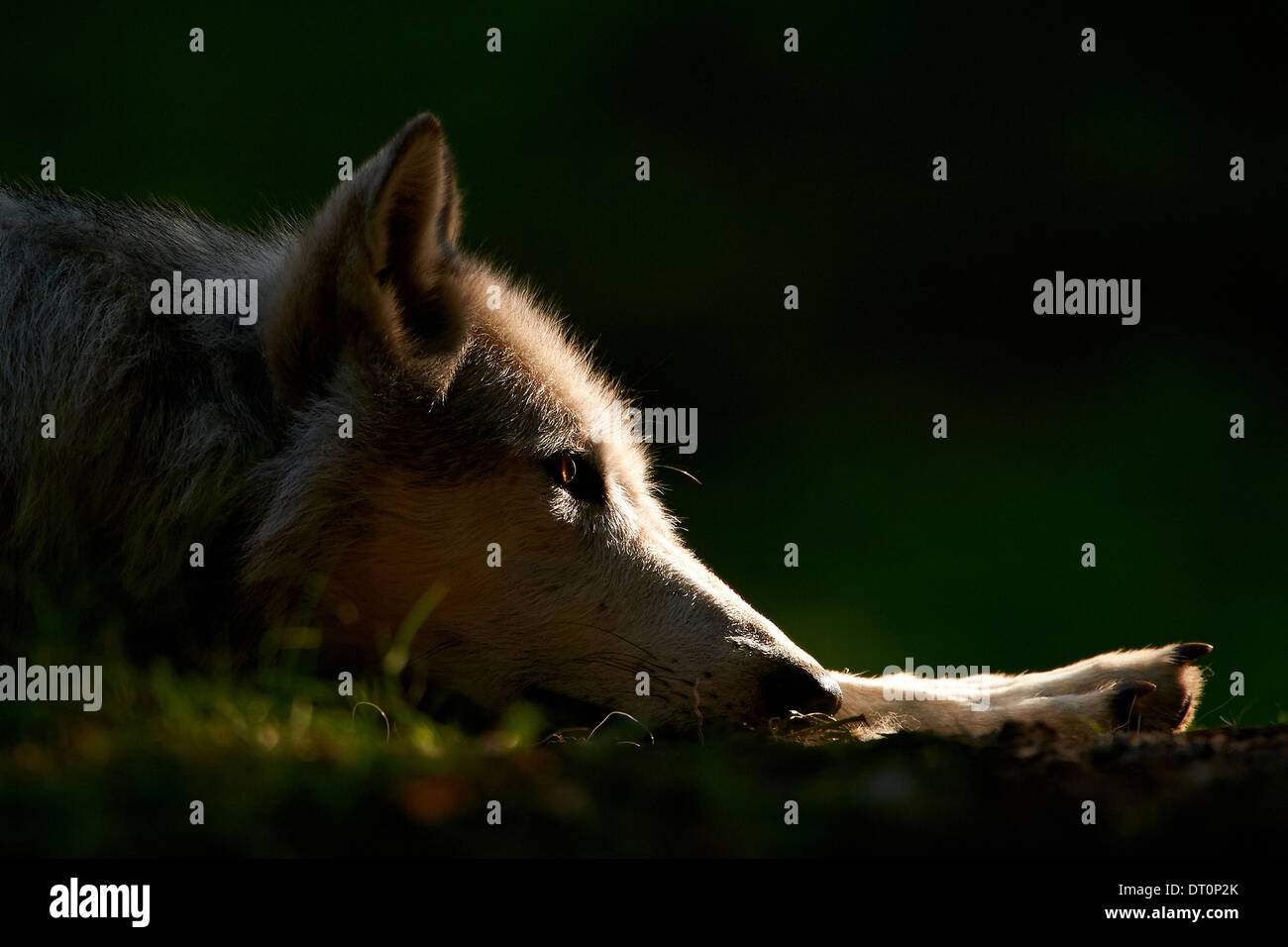 Cute gray wolf hi-res stock photography and images - Alamy