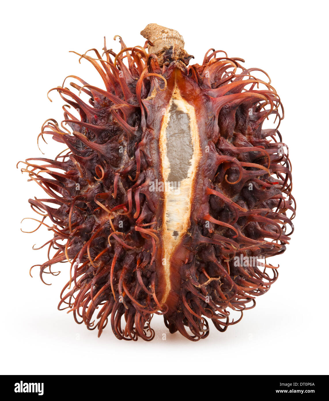 single rambutan isolated on white Stock Photo - Alamy