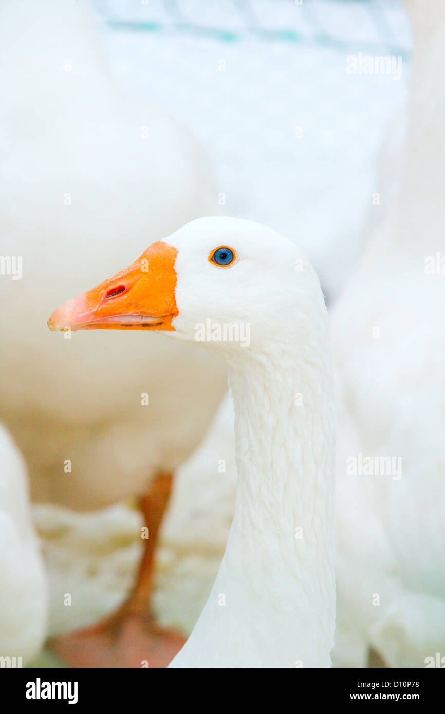 Emden geese in a barnyard Stock Photo - Alamy