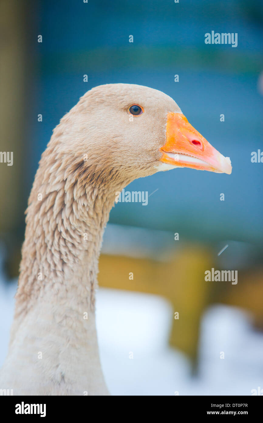 Buff goose hi-res stock photography and images - Alamy