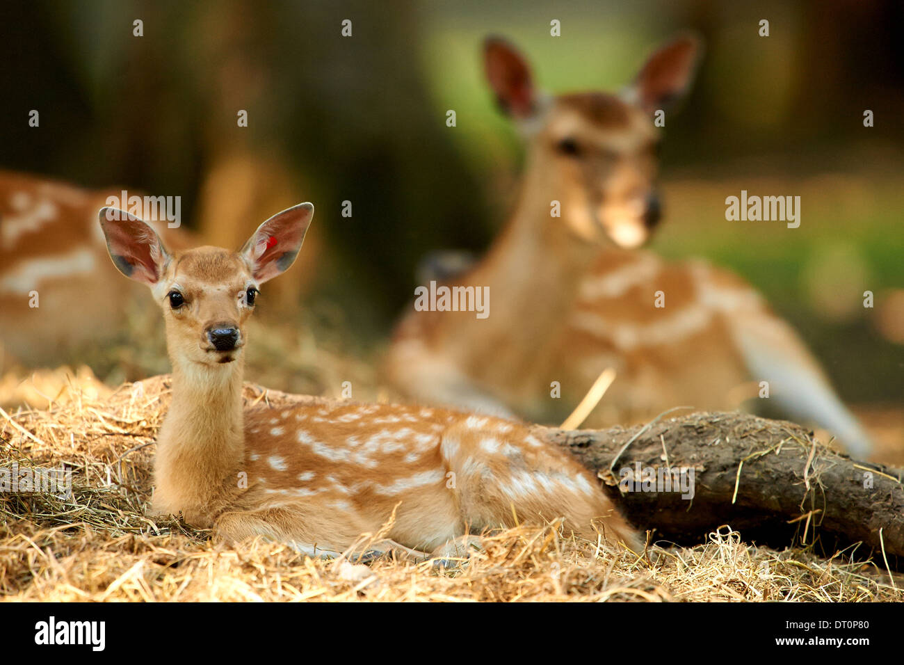 A young Fallow Deer sitting with its mother behind (Dama dama Stock ...