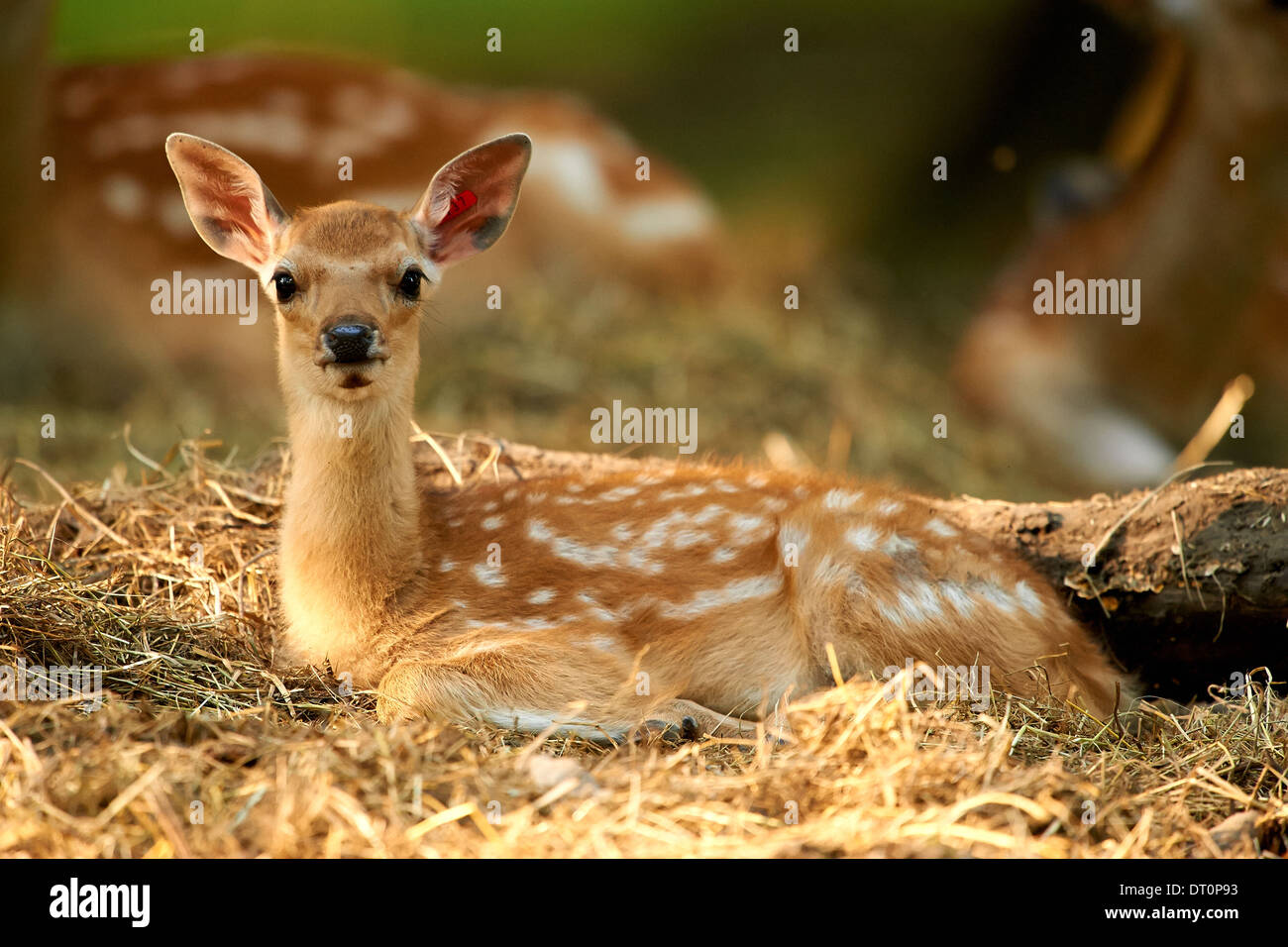 A young Fallow Deer sitting (Dama dama Stock Photo - Alamy
