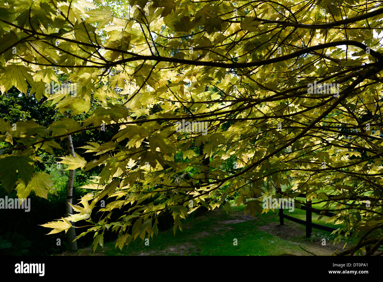 acer pseudoplatanus brialliantissimum maples yellow orange foliage ...