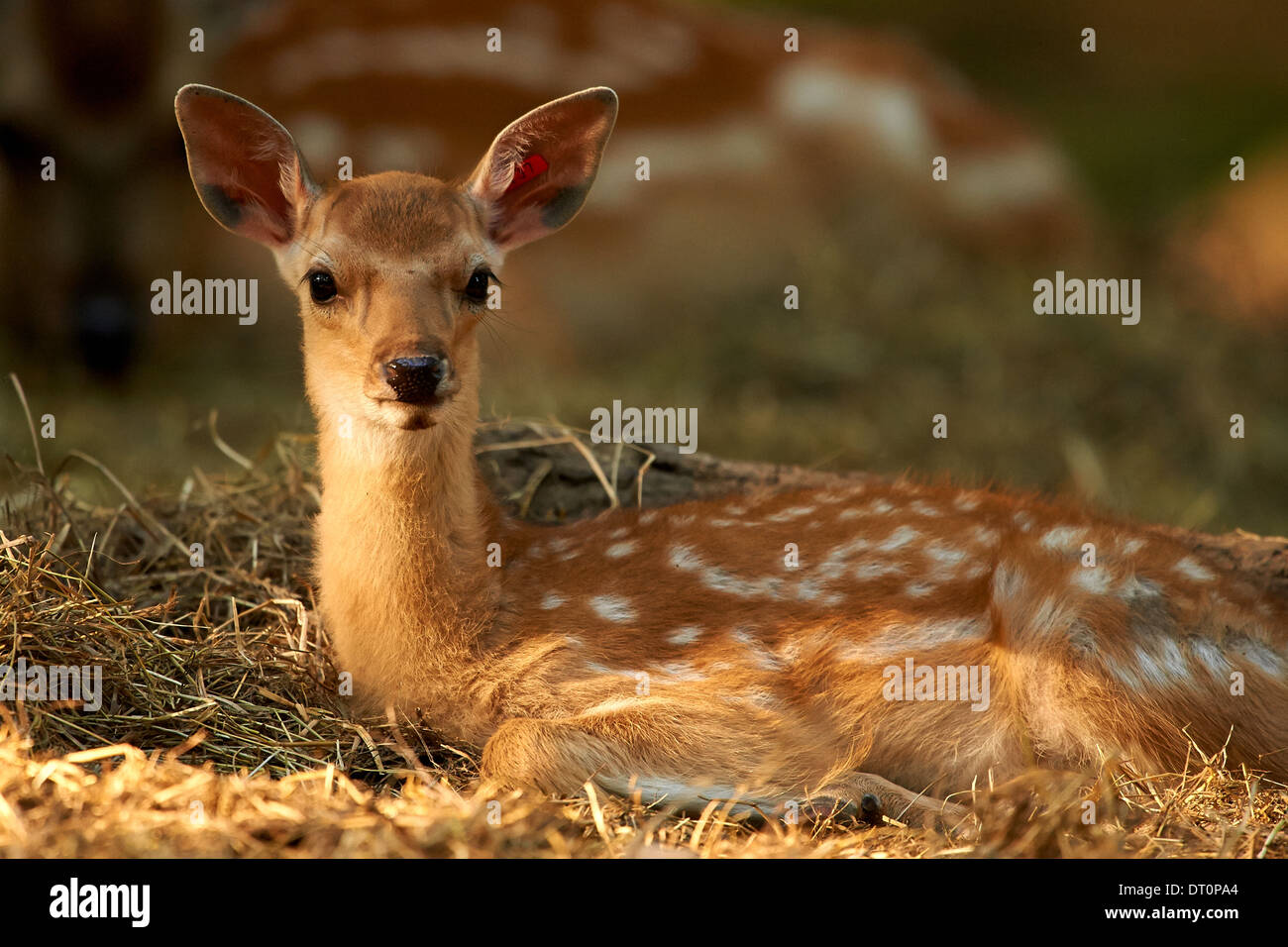 A young Fallow Deer sitting (Dama dama Stock Photo - Alamy