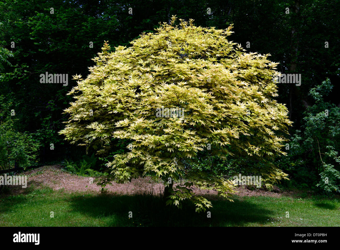 acer pseudoplatanus brialliantissimum maples yellow orange foliage ...