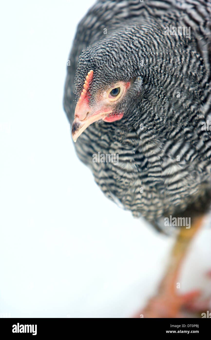 Barred Rock Hen in a barnyard Stock Photo - Alamy