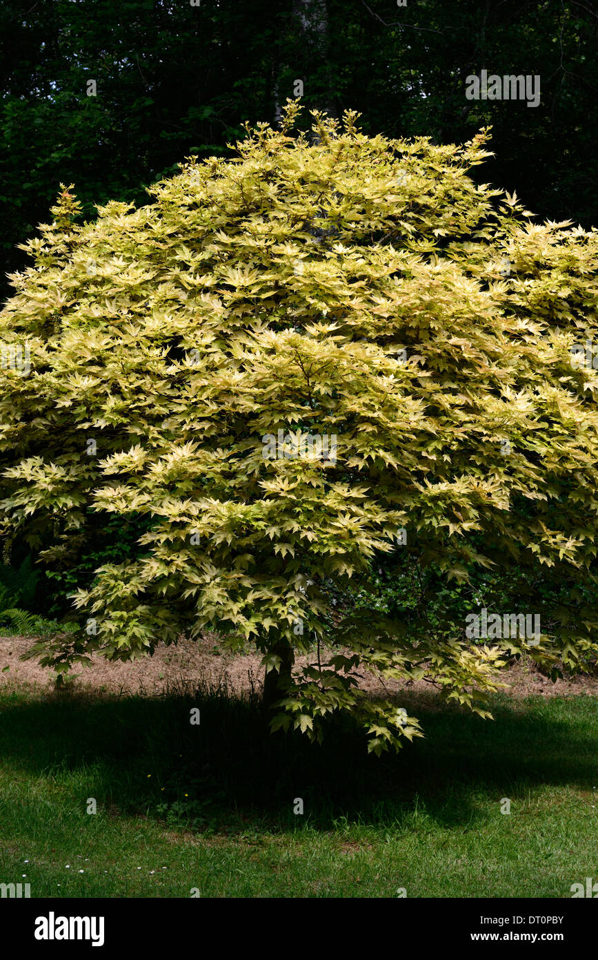 acer pseudoplatanus brialliantissimum maples yellow orange foliage ...