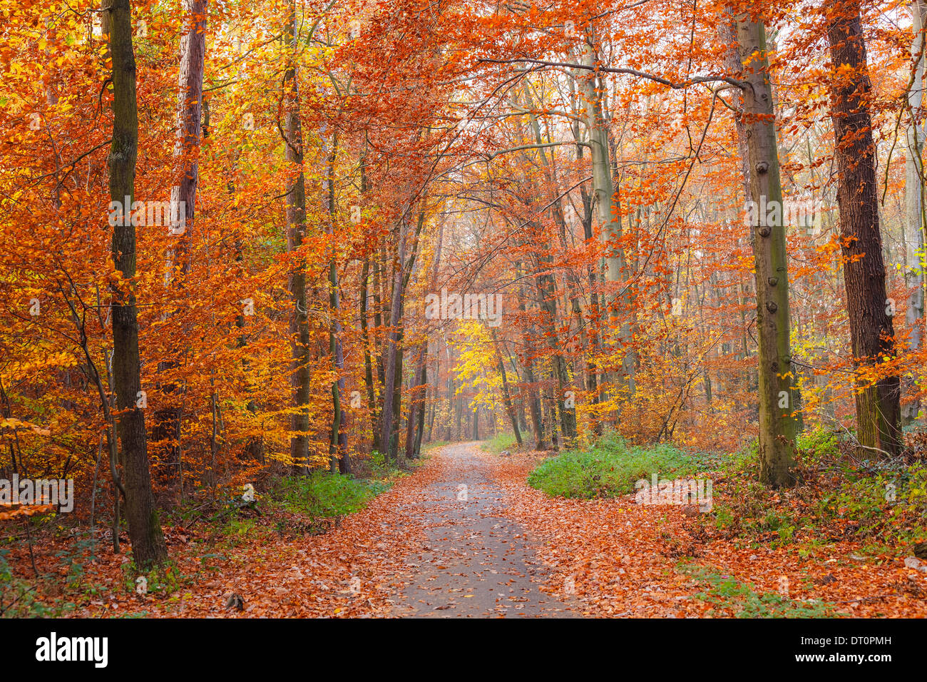 Pathway in the autumn park Stock Photo - Alamy