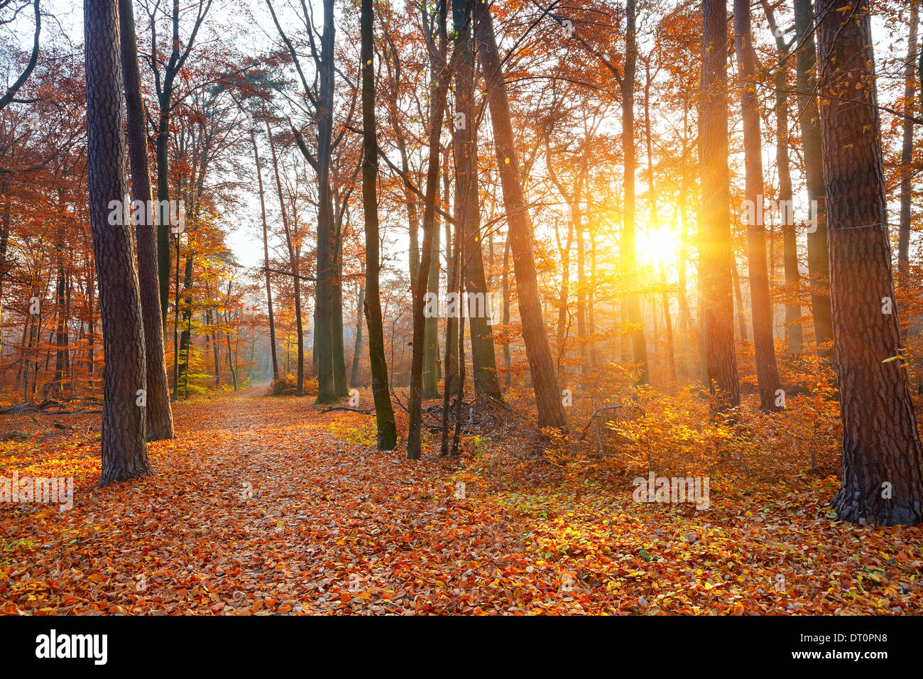 Path of yellow autumn leaves in the forest hi-res stock photography and ...