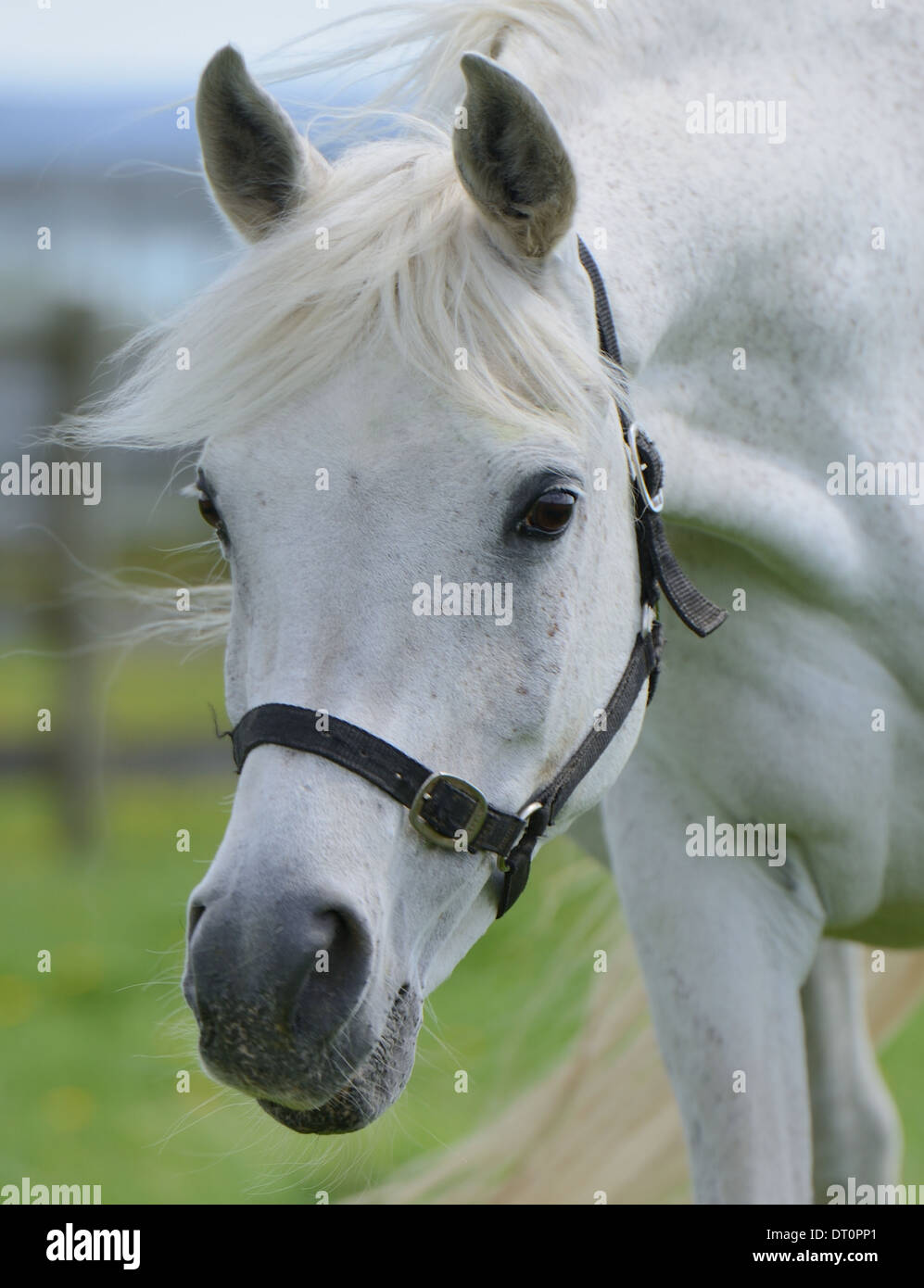 Portrait of a grey Arabian mare Stock Photo - Alamy