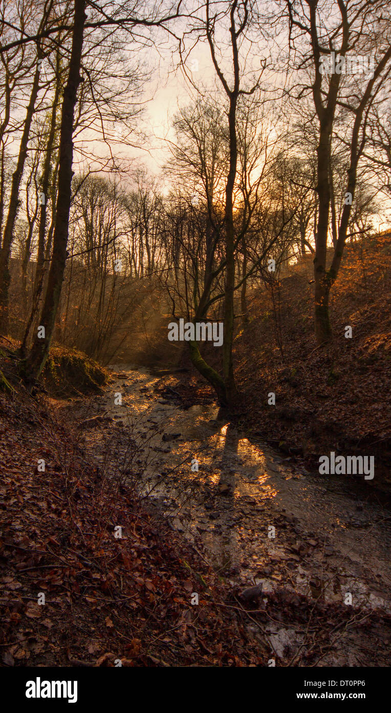 Woodland sun rays hi-res stock photography and images - Alamy