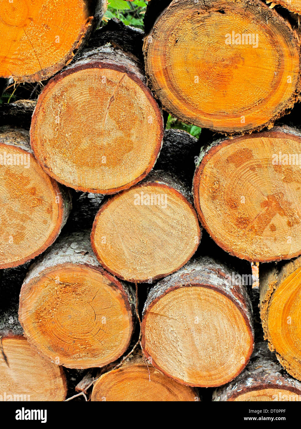 freshly cut trees Stock Photo - Alamy
