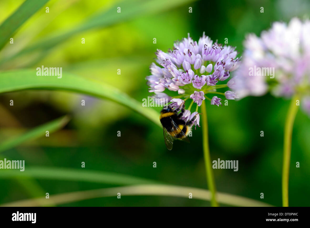 allium nutans bee feed feeding blue chives pale pink flowers petals ...