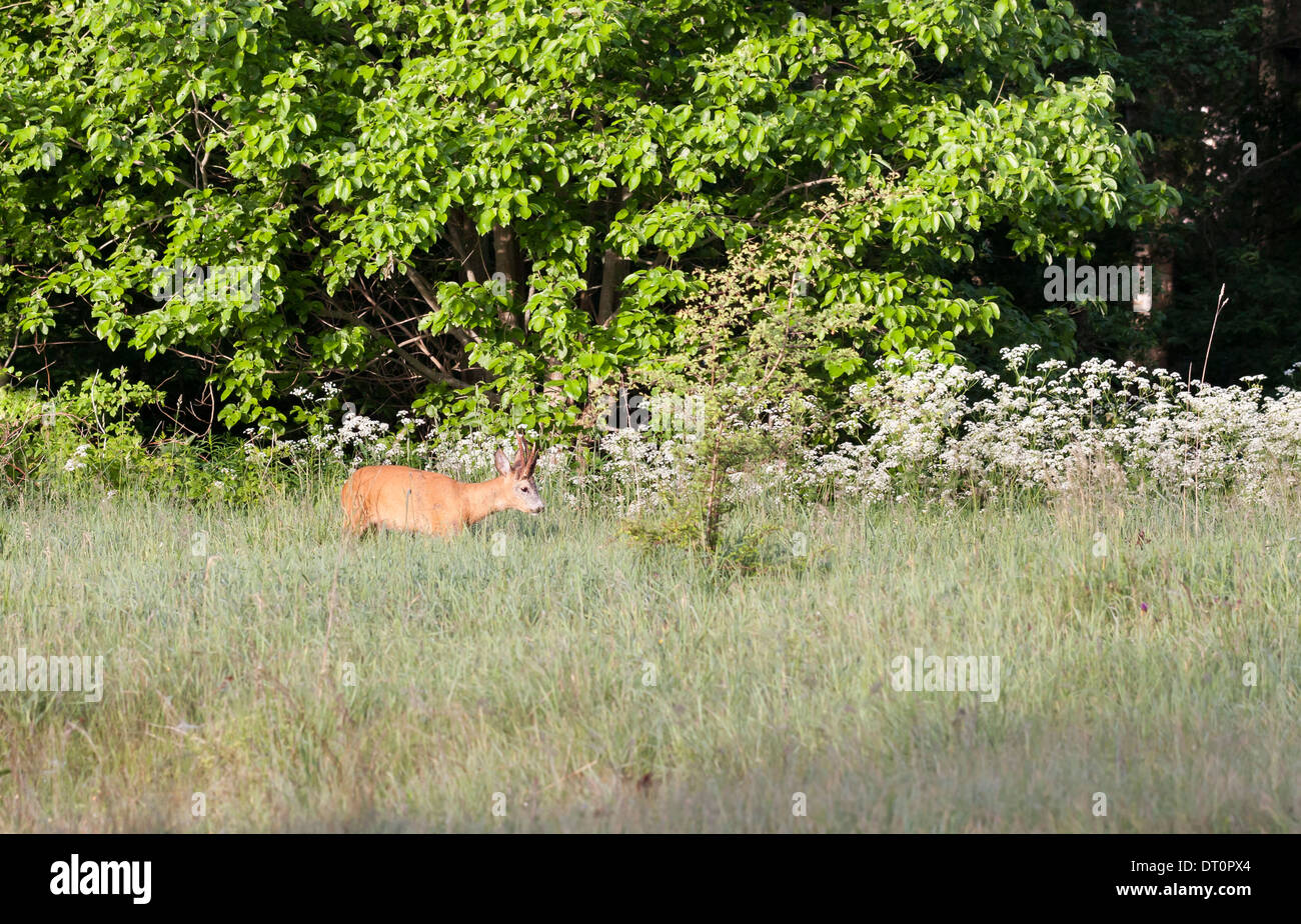 Roebuck hi-res stock photography and images - Alamy