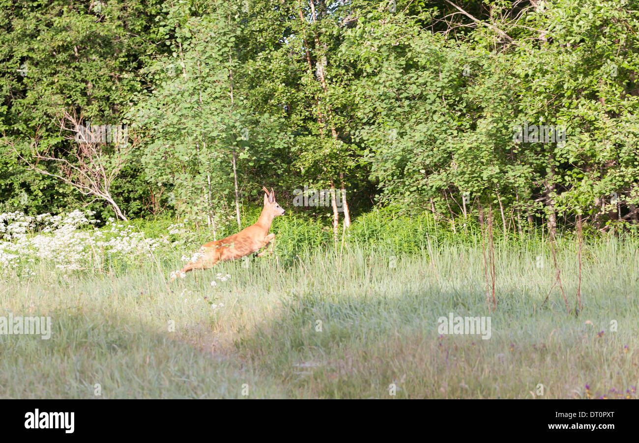 Roebuck Wildlife High Resolution Stock Photography and Images - Alamy