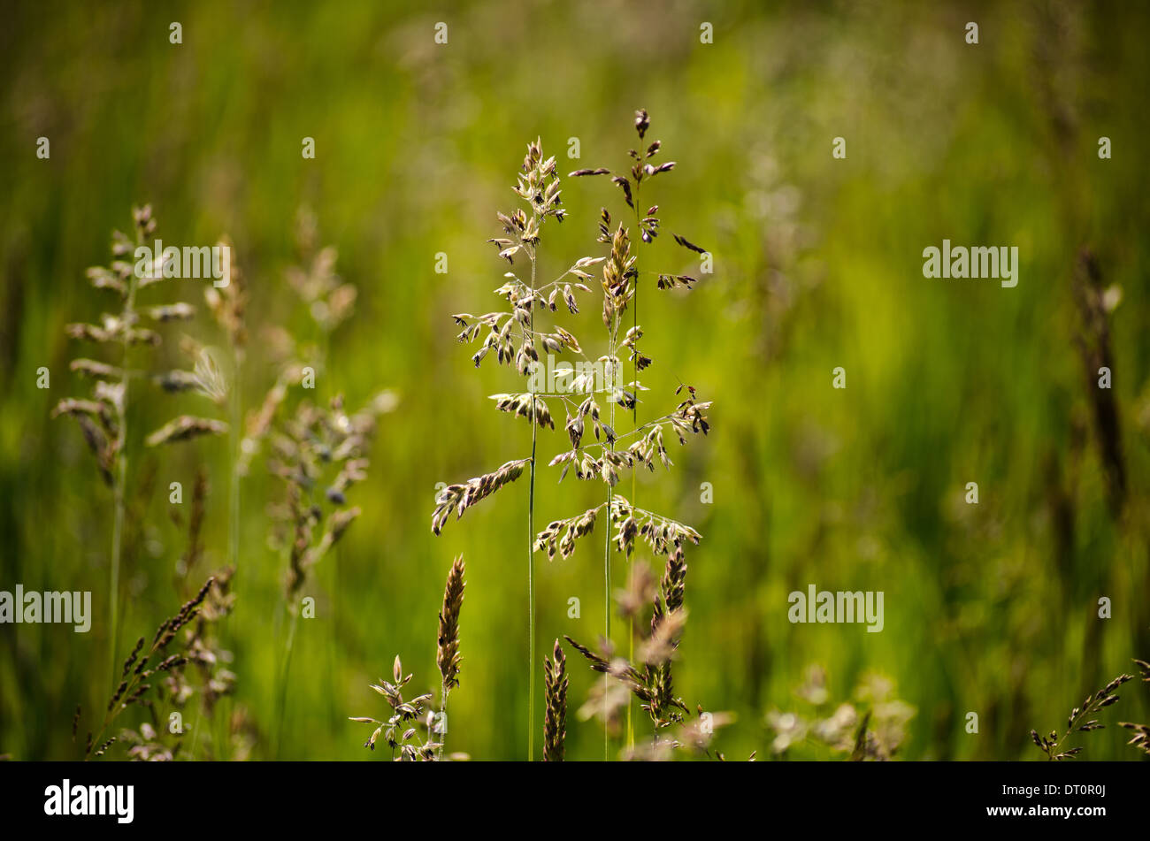 Grasses in flower in the summer Stock Photo - Alamy