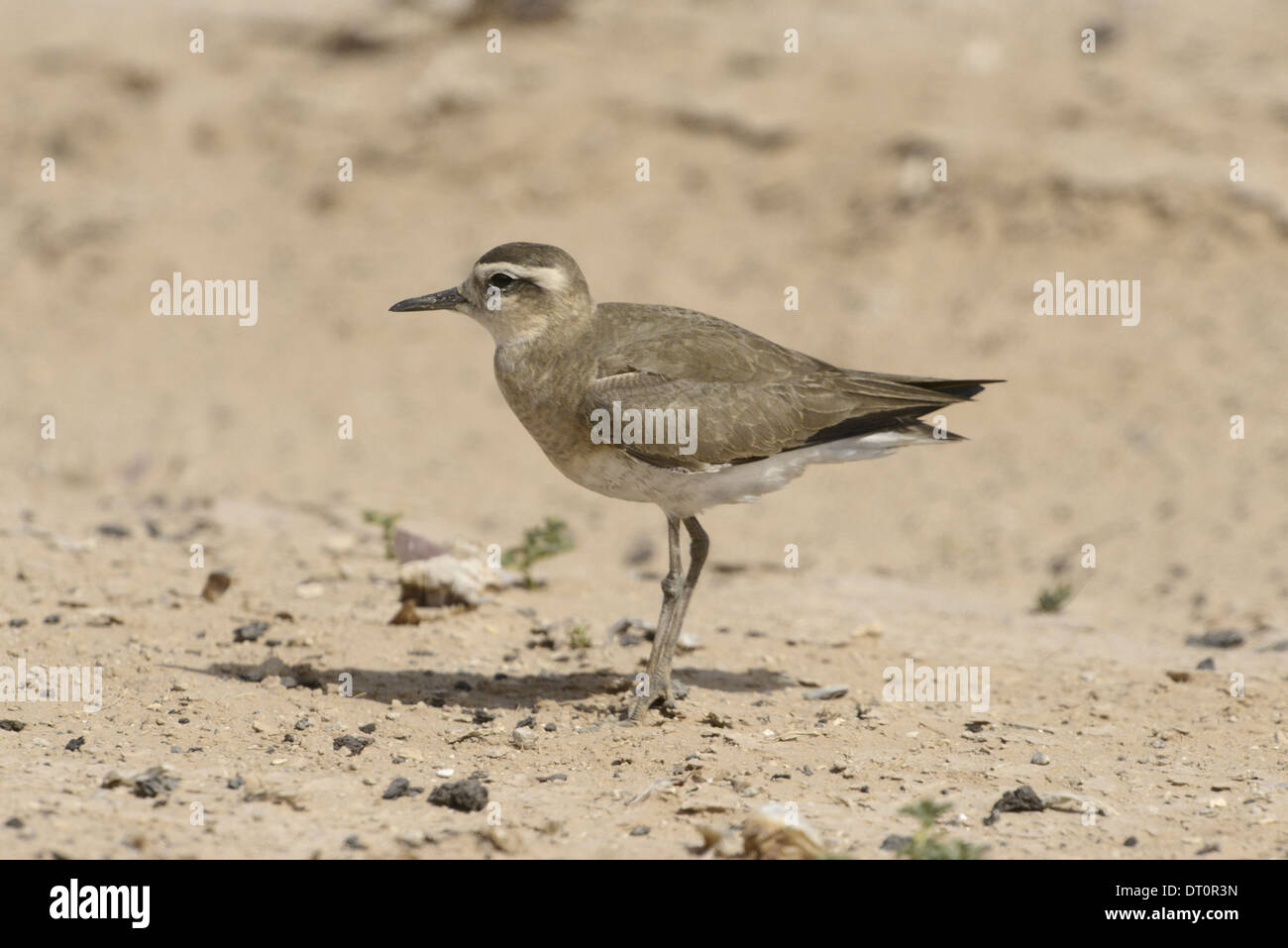 Caspian Plover - Charadrius asiaticus - female Stock Photo - Alamy