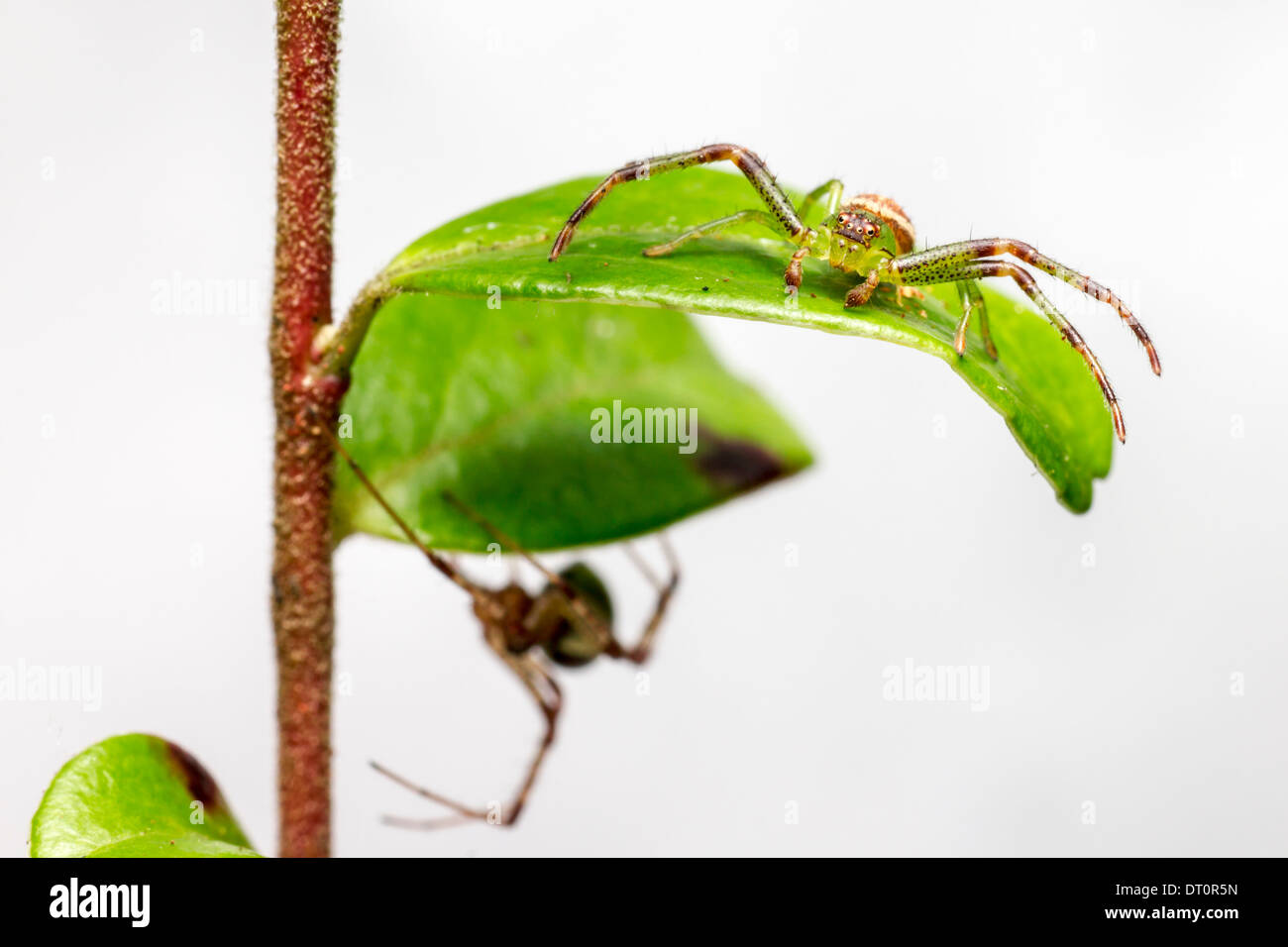 The Green Crab Spider, Diaea dorsata Stock Photo - Alamy