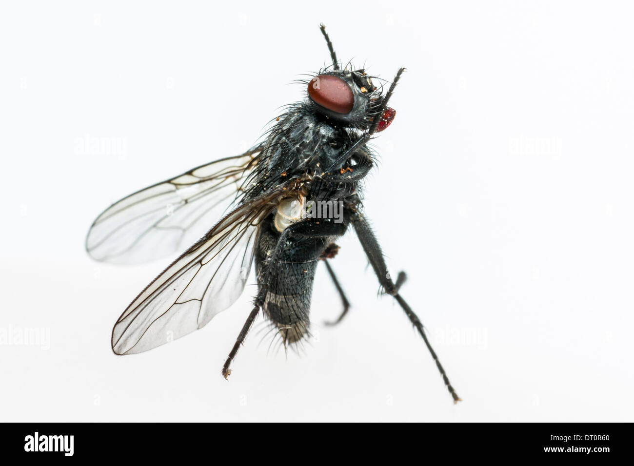 Closeup photo portrait beautiful Cut Out Stock Images & Pictures - Alamy