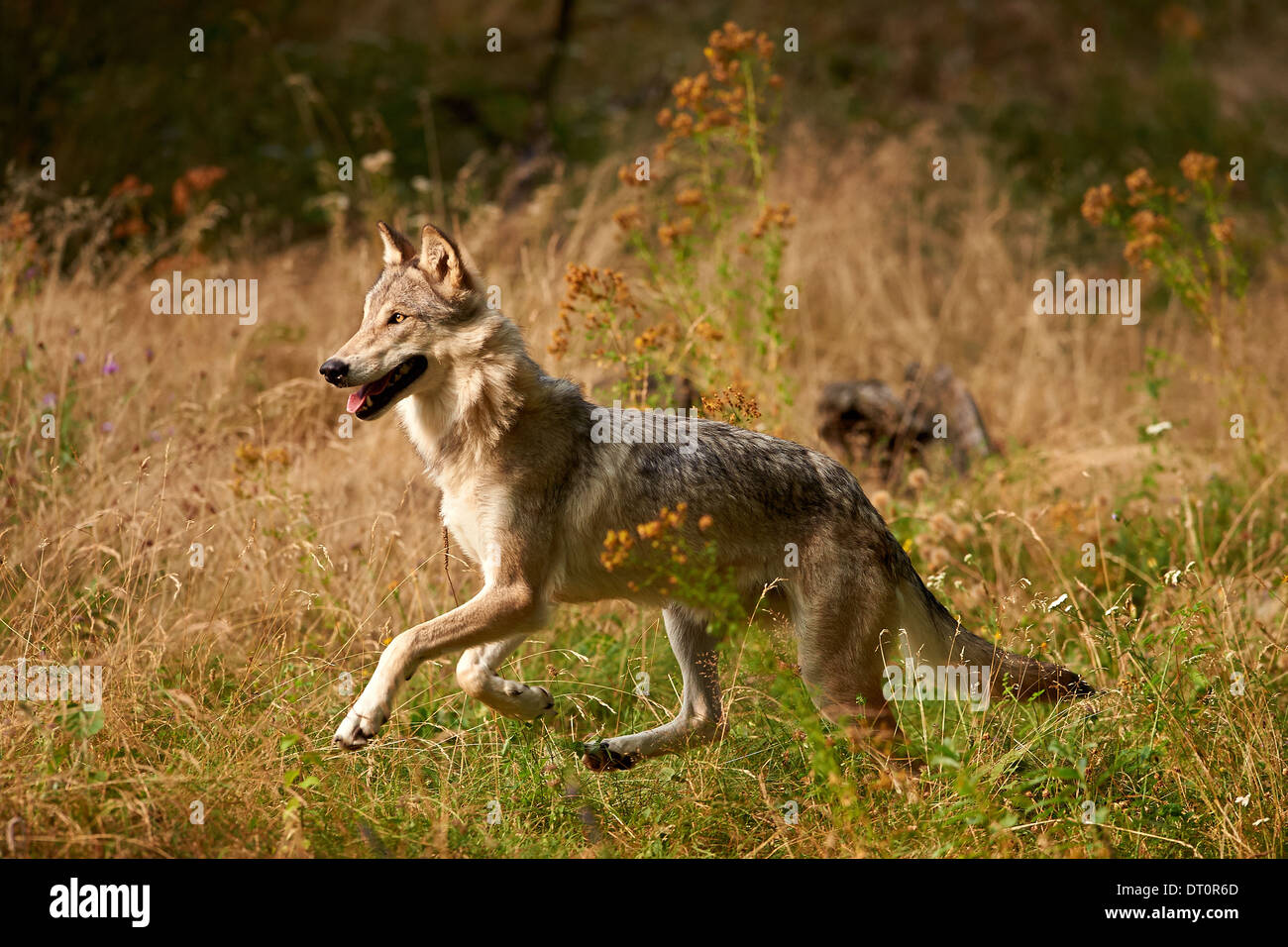 Wolf pack running hi-res stock photography and images - Alamy