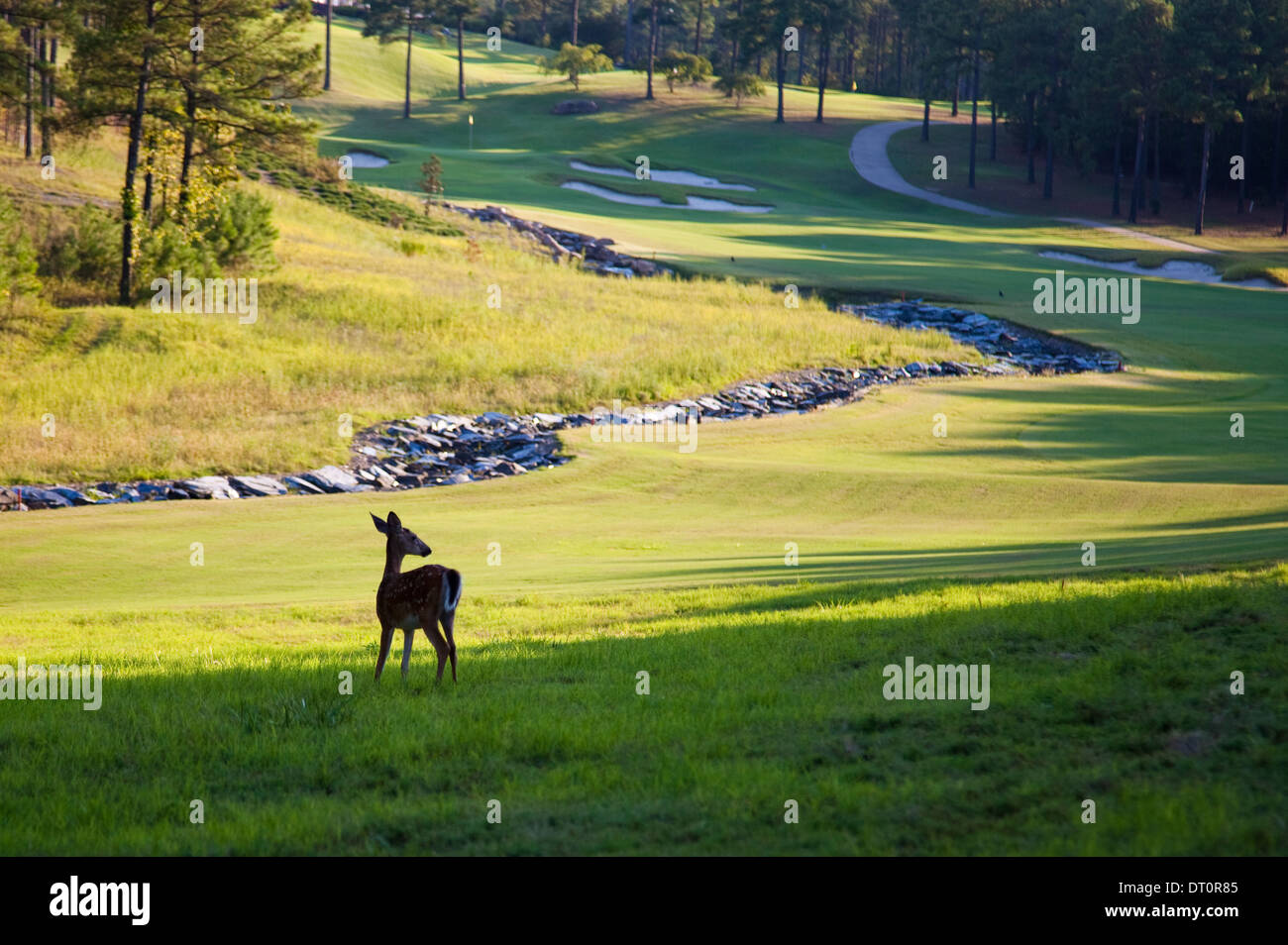 Sunlit deer hi-res stock photography and images - Alamy