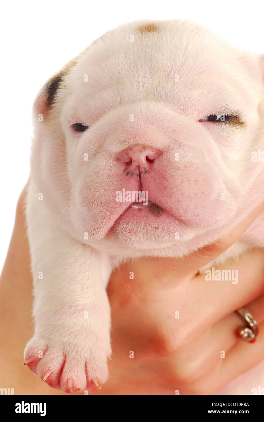 newborn puppy - hands holding on to two week old bulldog puppy Stock ...
