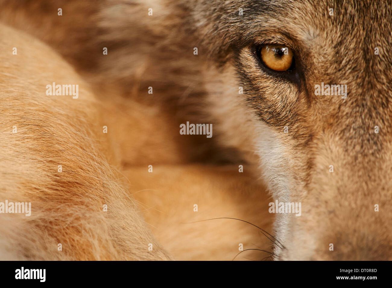 Wolf face close up hi-res stock photography and images - Alamy